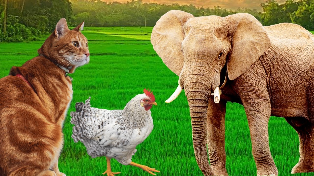 CUTE LITTLE ANIMALS: Cat, Cow, Dog, Donkey, Goat, Rabbit , Wolf ...