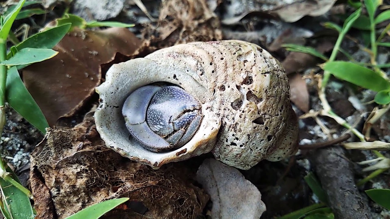 Hermit Crab scared to come out - YouTube
