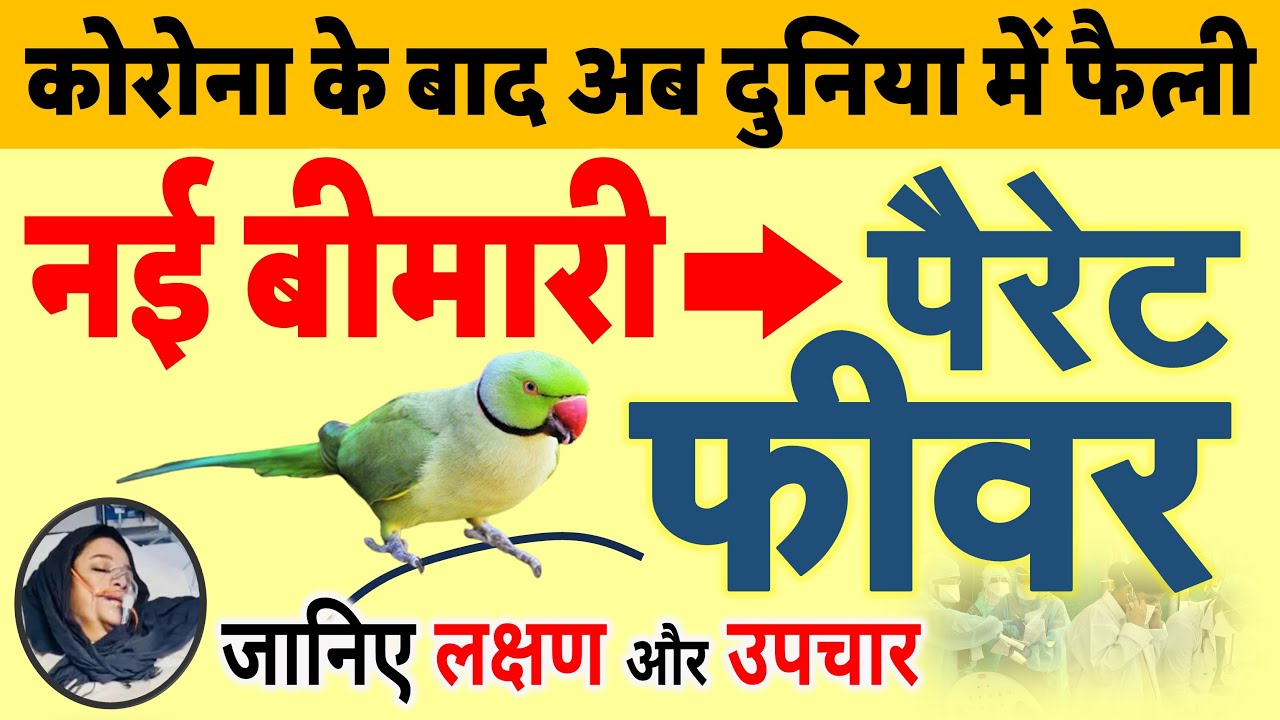 Parrot fever (psittacosis): WHO बोला- 4 देशों में 81 मामले सामने आ चुके ...