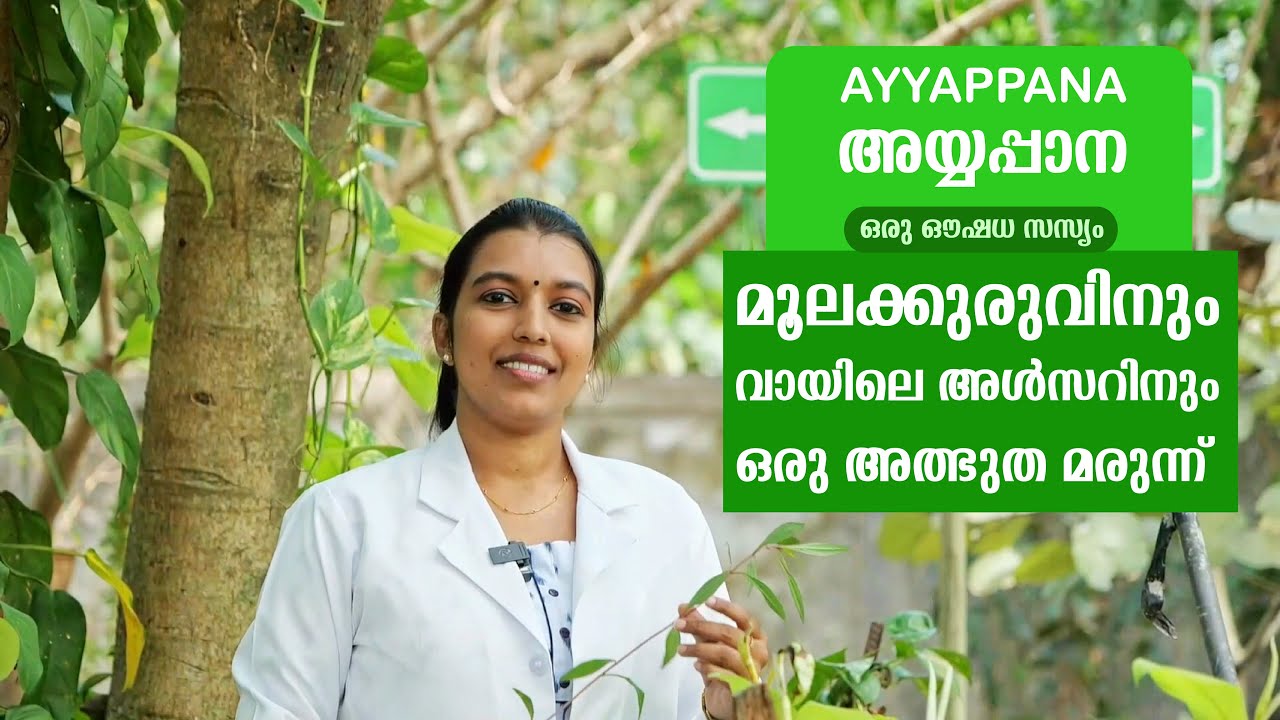 അയ്യപ്പാന | Ayyappana | Herbal medicine for Piles and Ulcer | Ayur ...
