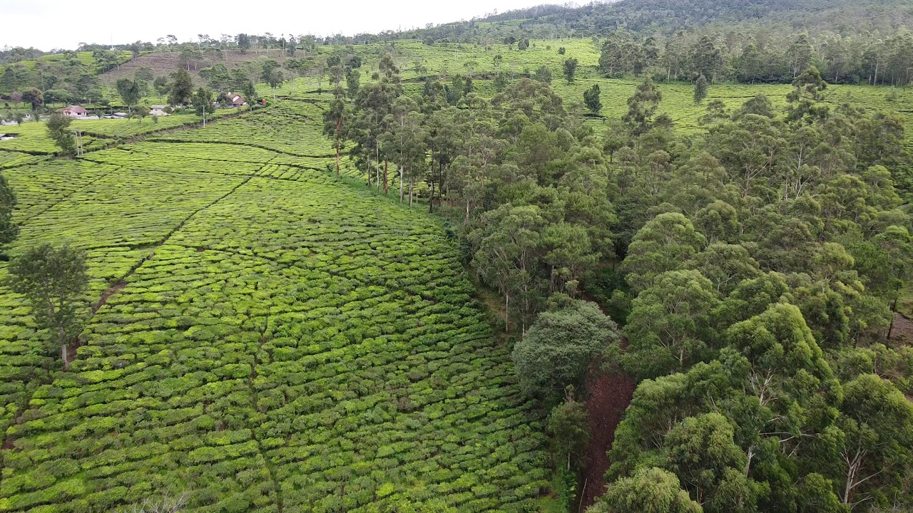 Free Footage - Aerial video perkebunan teh #6 - YouTube