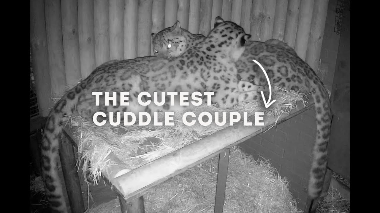 Snow Leopard CCTV Highlights | Animals on CCTV - YouTube