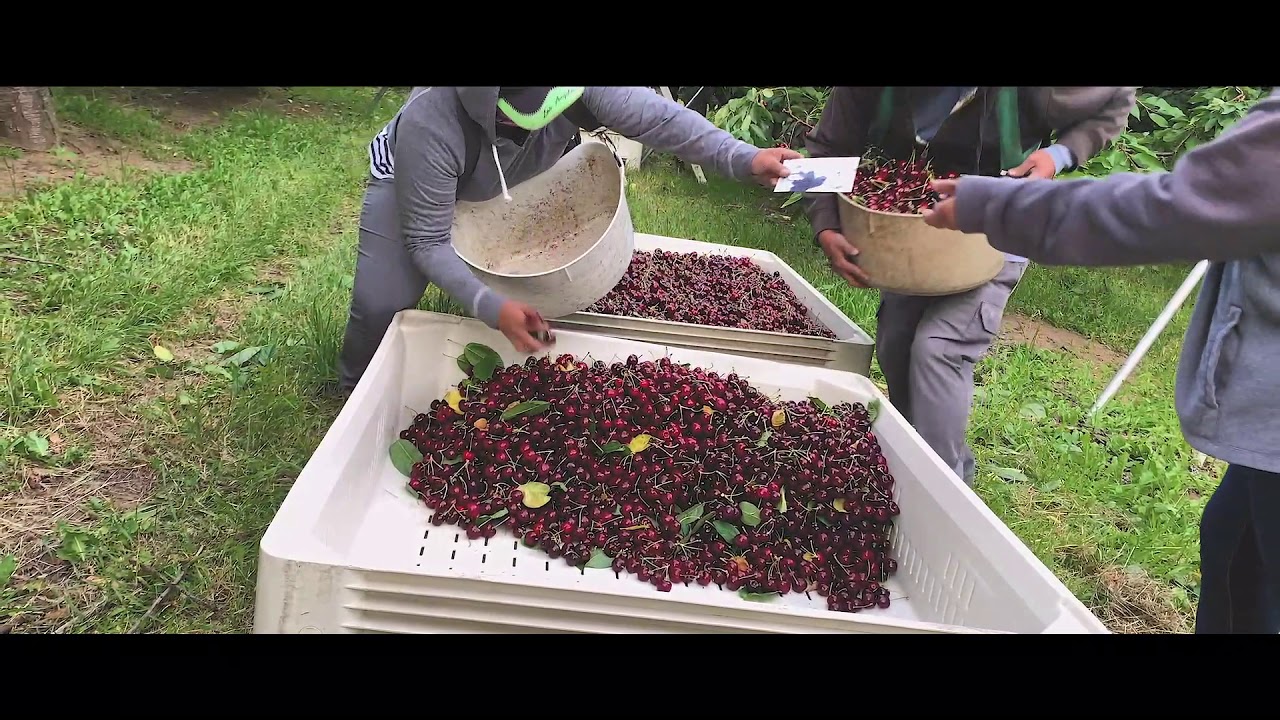 Cherry harvest//Cosecha de Cherry 2019 Yakima WA, - YouTube