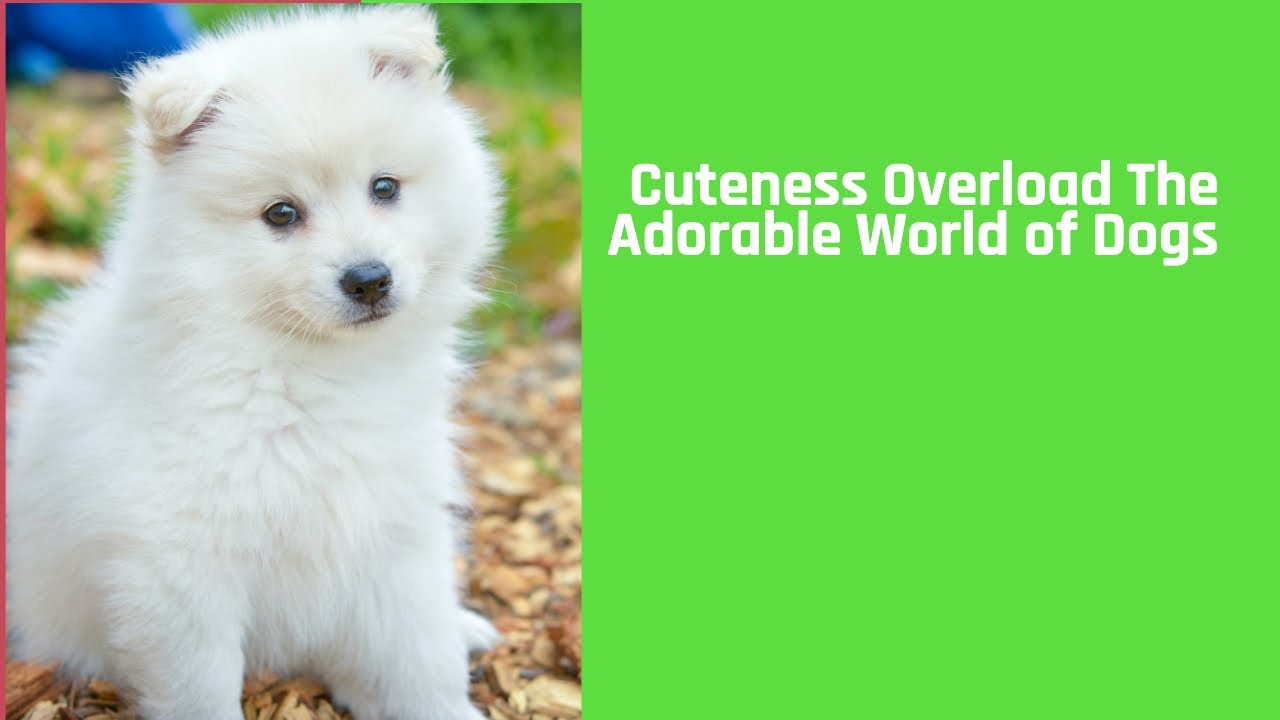 Cuteness Overload | The Adorable World of Dogs|| cute Dogs| dogs|| 4k ...