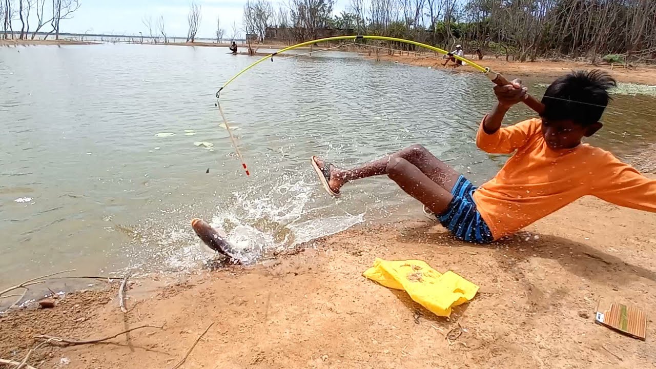 Unbelievable Small Boy Catching of Many 1.5 Kg WHITE Tilapia Fish in ...
