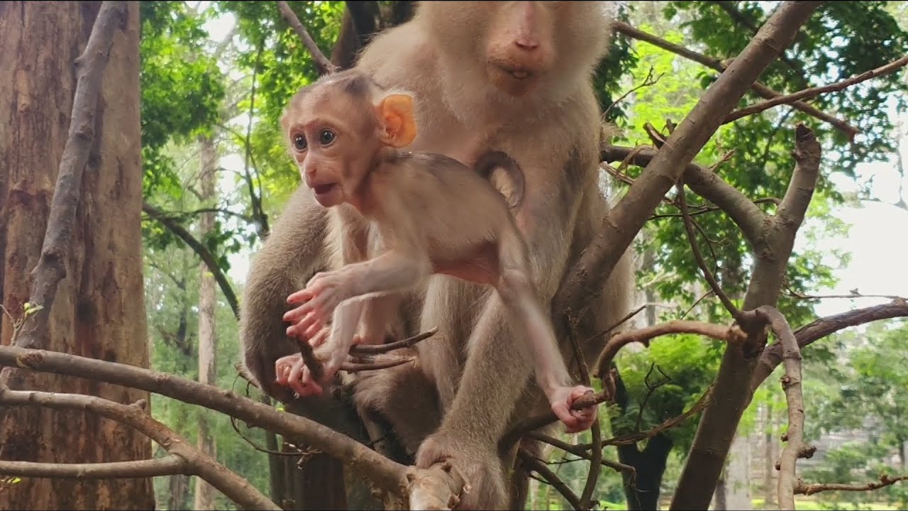 Mother Monkey Teaches Baby Perfect Tree Branch Balance - YouTube