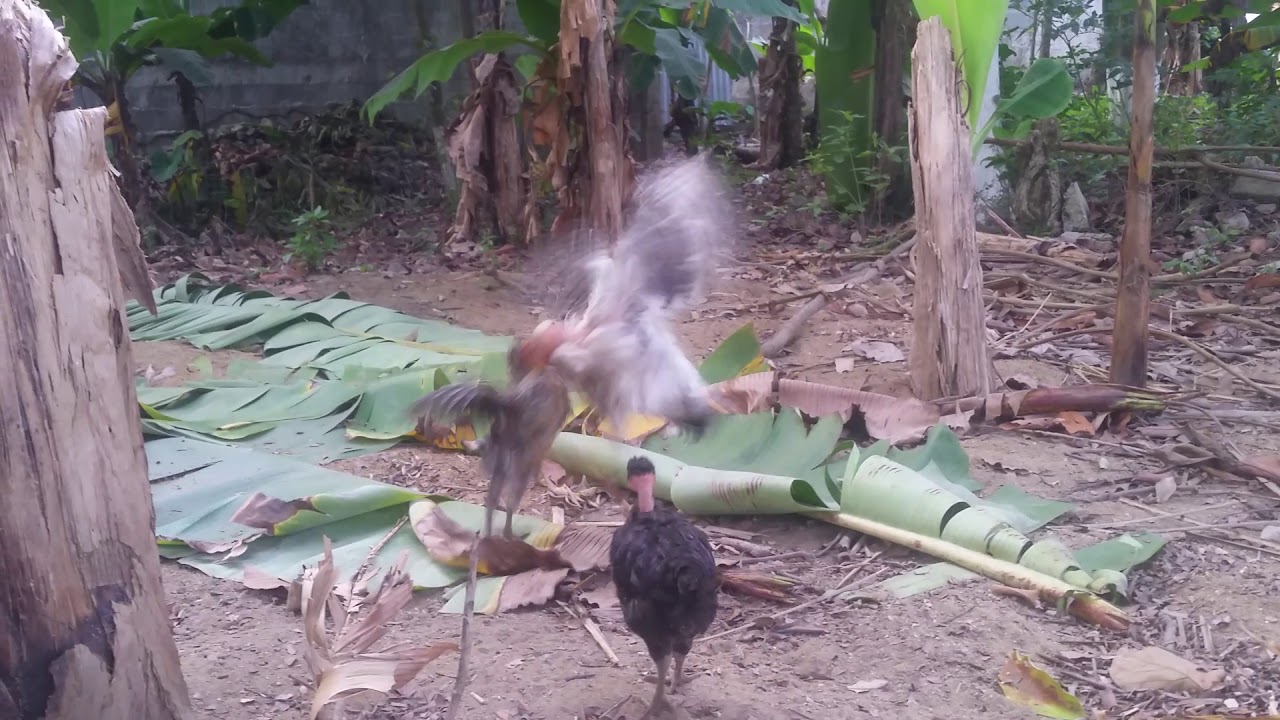 Pollitos peleando - YouTube