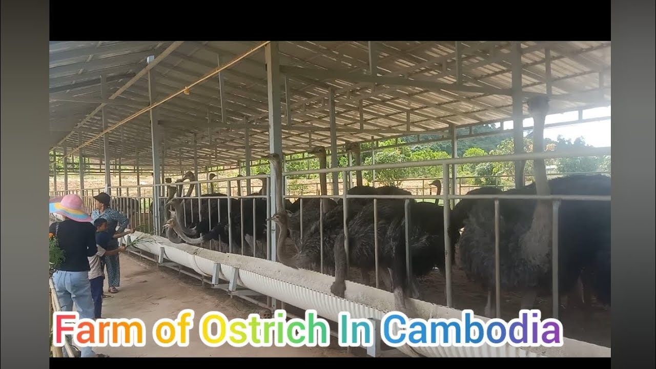 On The Way Go To Farm Of Ostrich In Steung Hav District In Cambodia ...