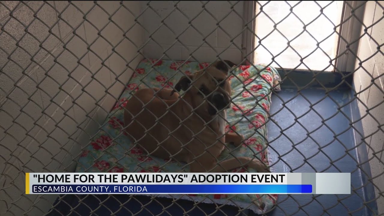 Escambia County offers free pet adoptions at ‘Home for the Paw-lidays ...