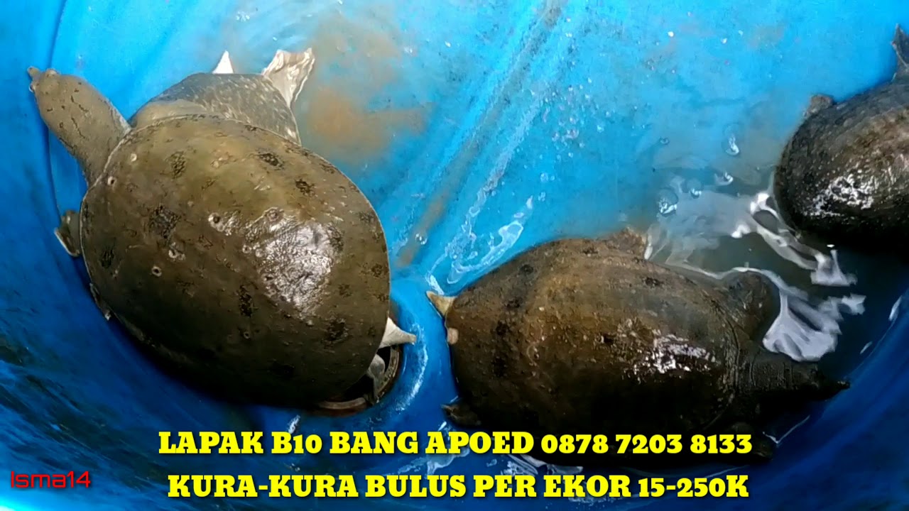PASAR IKAN HIAS PARUNG 2019 - 😁 LAPAK B10 KURA-KURA BULUS - YouTube