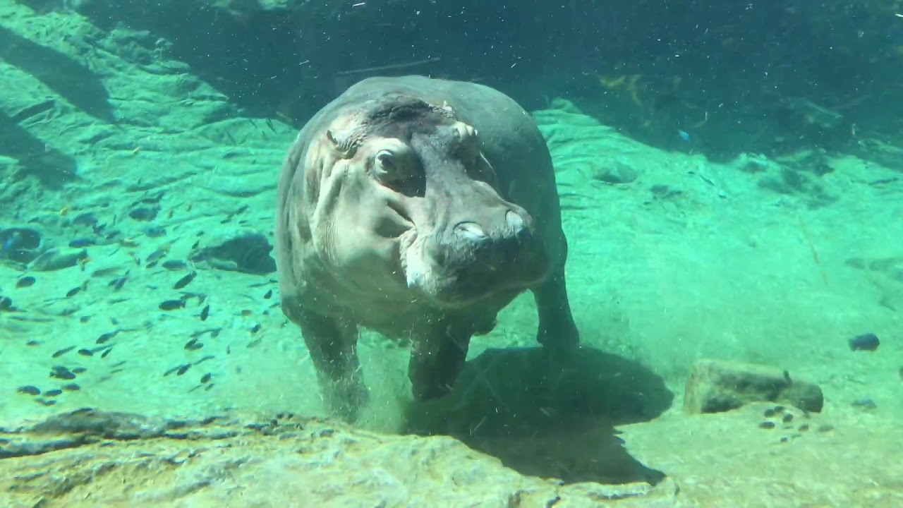 Hippo walking under water like a boss! - YouTube