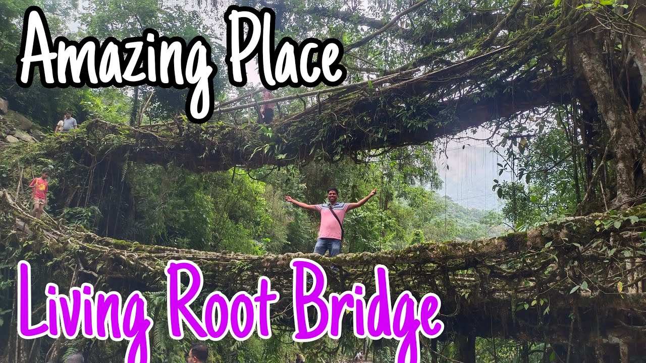 Double Dacker Living Root Bridge//Cherapunji //Shilong - YouTube