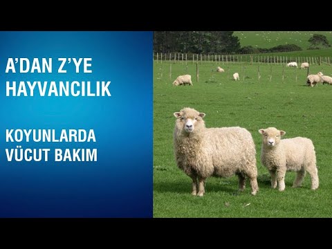 A'dan Z'ye Hayvancılık | Koyunlarda Vücut Bakımı