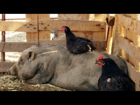 Raising Pigs and Chickens together. - YouTube