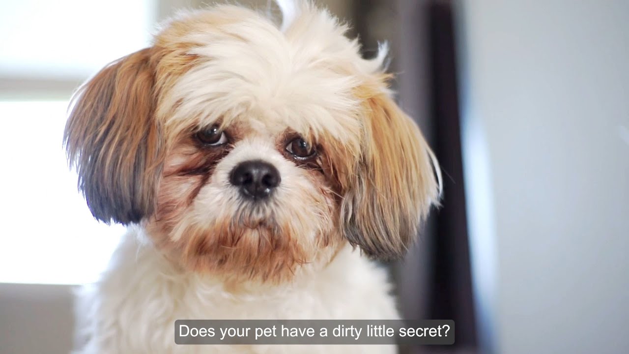 Best dog face wash for cleaning tear stains and saliva marks ...
