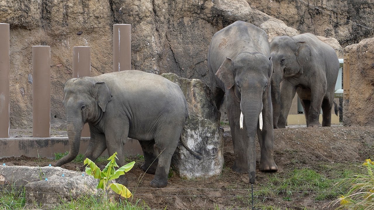 Asian elephants elephant voice 20251101_2／Toyohashi Zoo&Botanical Park ...