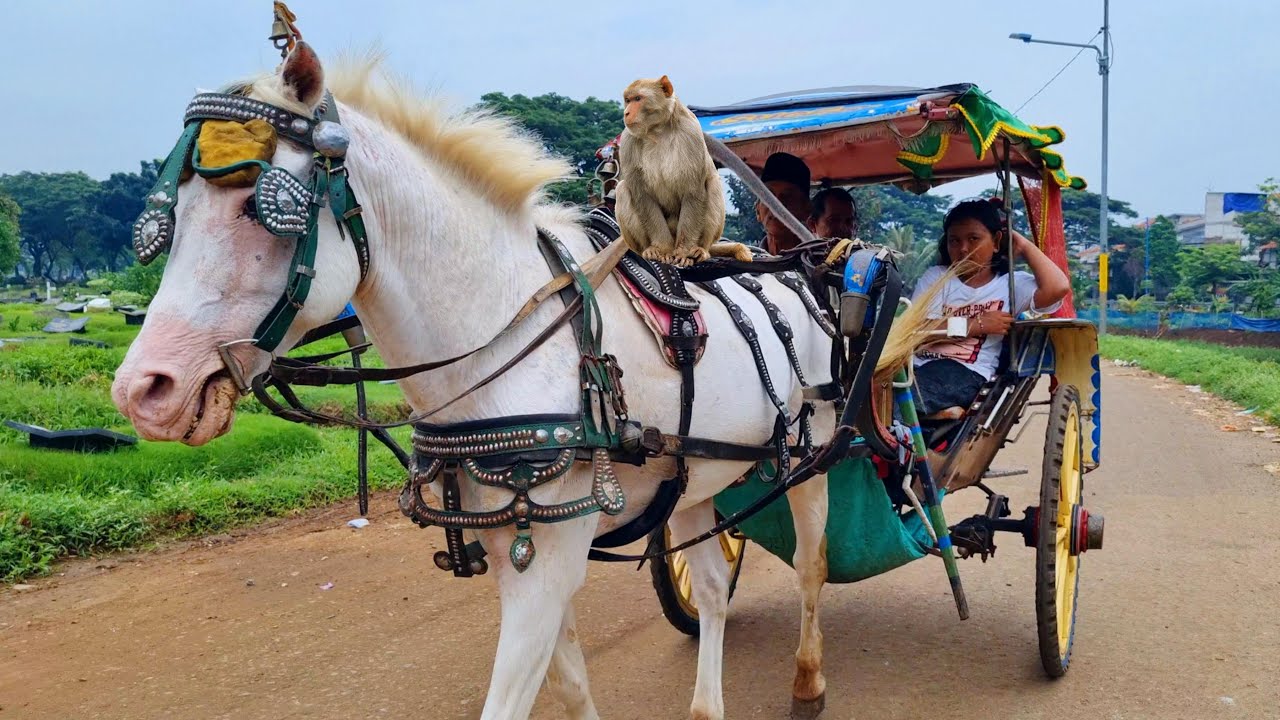 LAGU NAIK DELMAN REMIX ISTIMEWA 🎶 KUDA DELMAN PUTIH VS CUTE MONKEY 🔥 ...