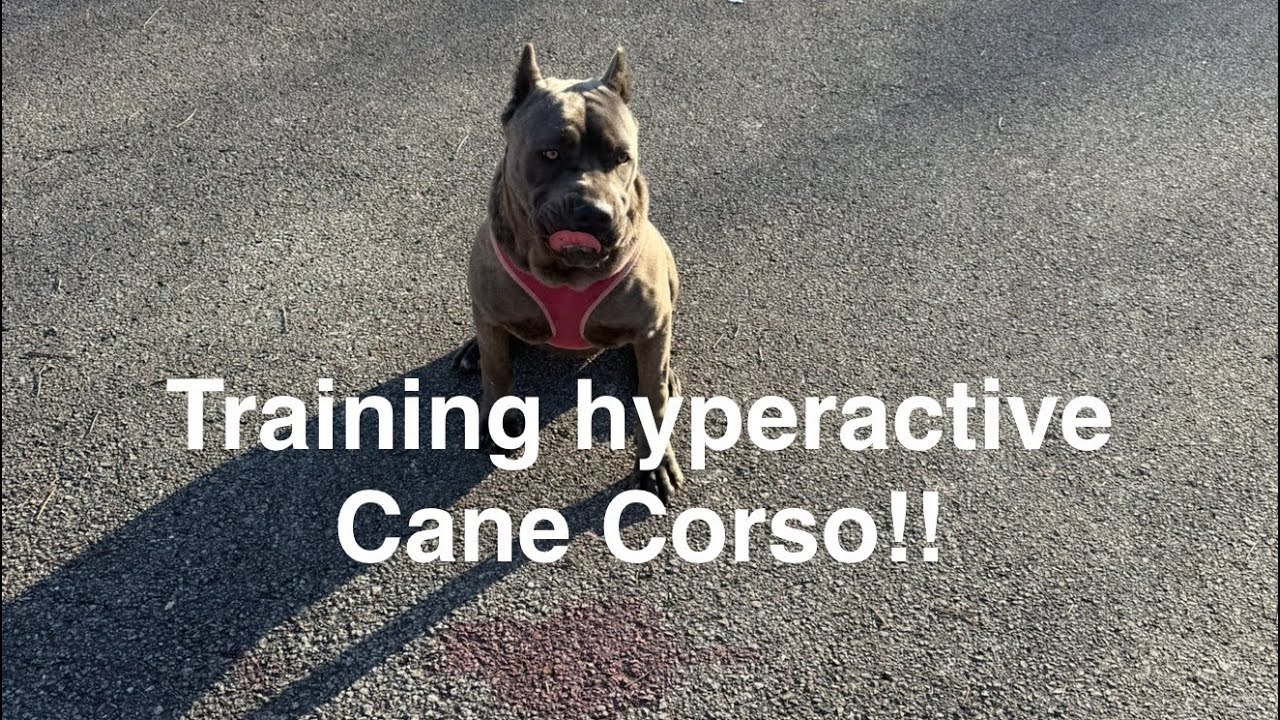 Training my hyperactive Cane Corso: Amazing results!” - YouTube