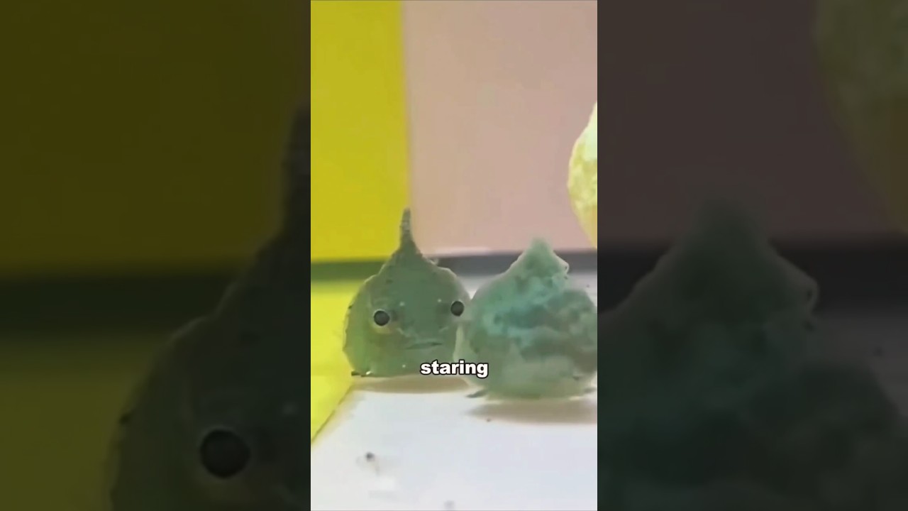 Cute little lump fish 🫧 #shorts #lumpfish #fyp #fish - YouTube