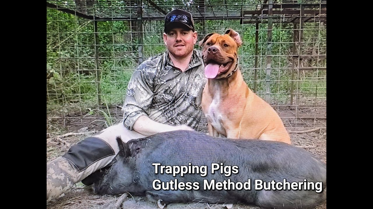 Pig Trap Gutless Method Butchery - YouTube