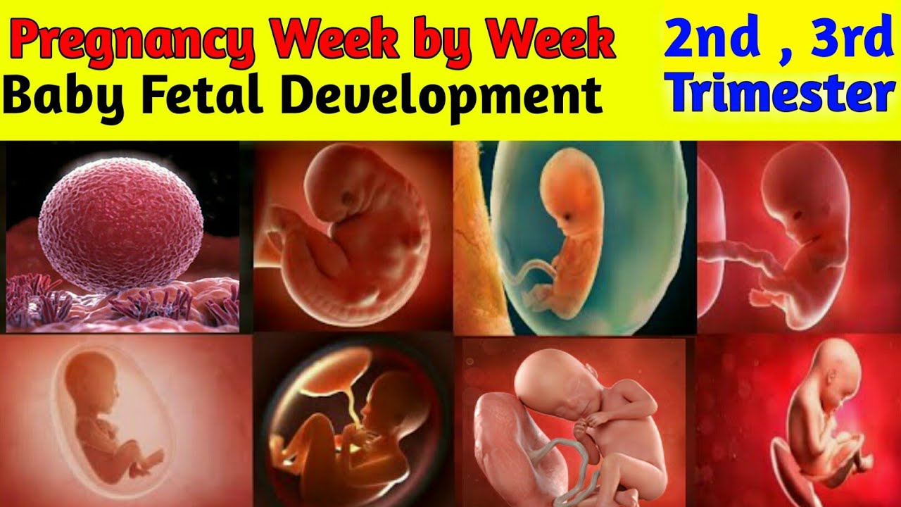 Pregnancy week by week || 14 to 41 weeks Fetal Development - YouTube