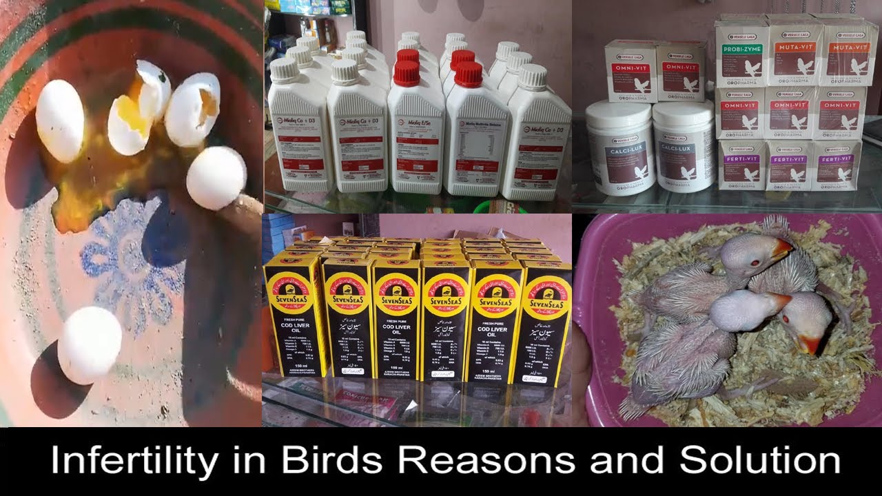 infertility in Birds Reasons of infertility in Birds and Solution Urdu ...