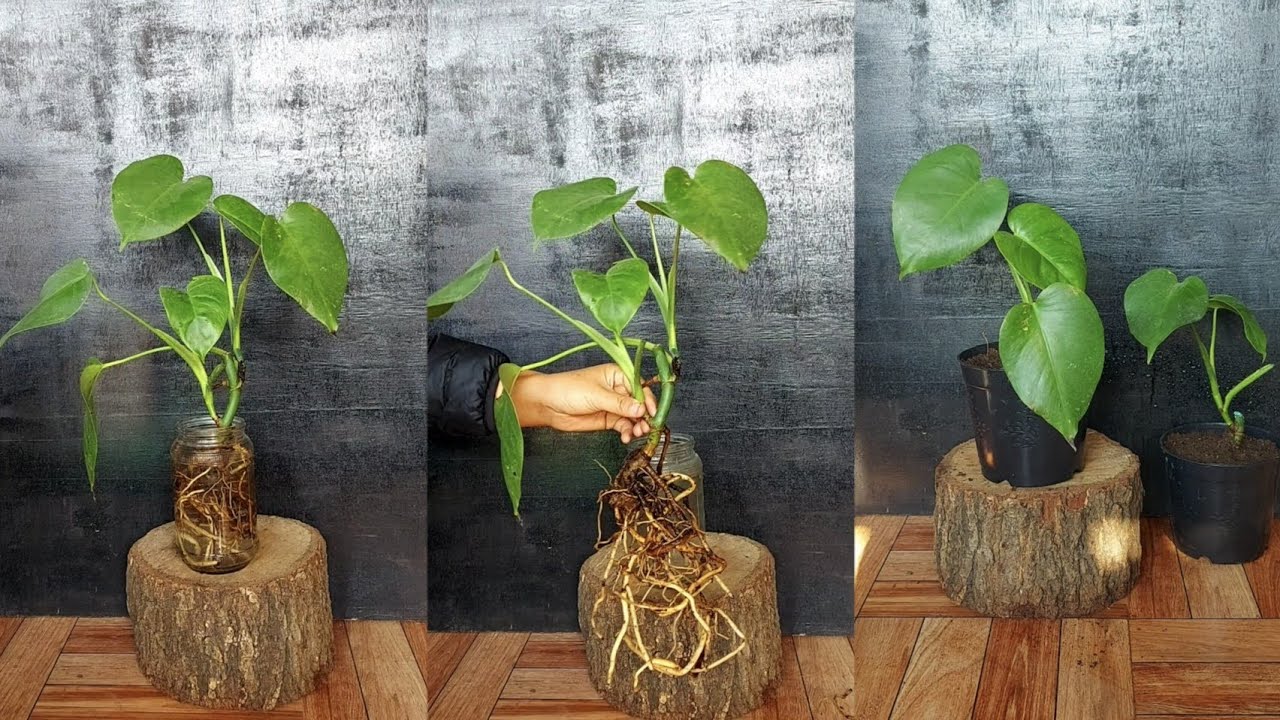 Monstera Metamorphosis: From H2O to Soil - YouTube