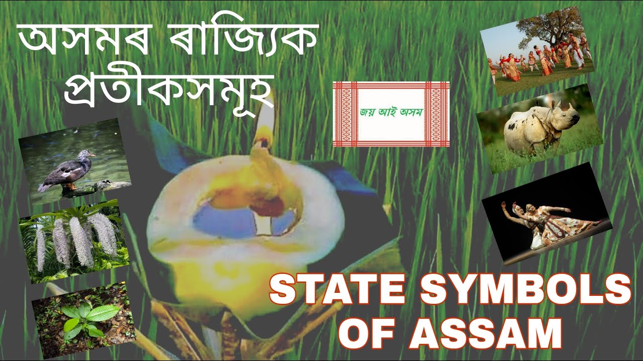 State symbols of Assam || অসমৰ ৰাজ্যিক প্ৰতীকসমূহ - YouTube
