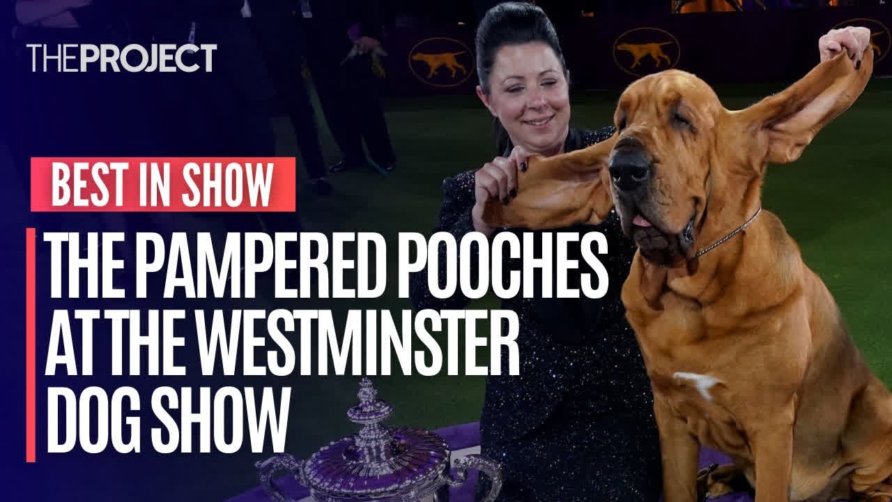 Surprising Winner At This Year's Elite Westminster Dog Show Is A Very ...