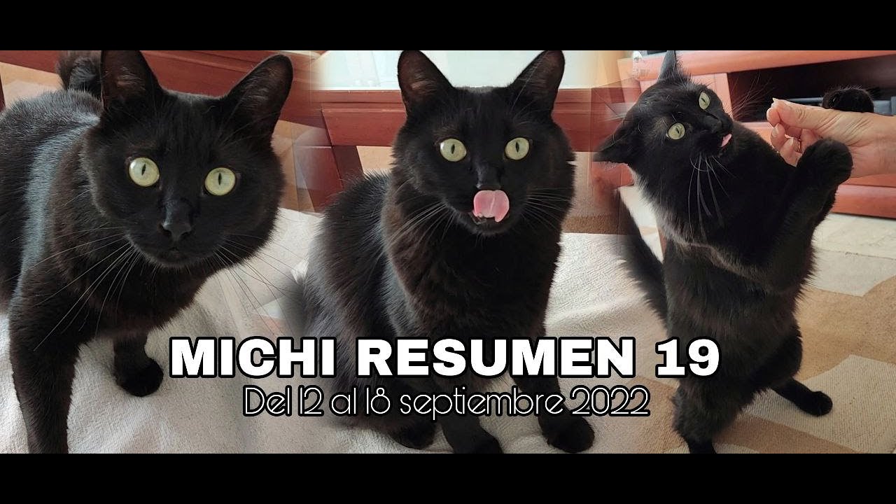 MICHI RESUMEN 19 Del 12 al 18 septiembre 2022 - YouTube