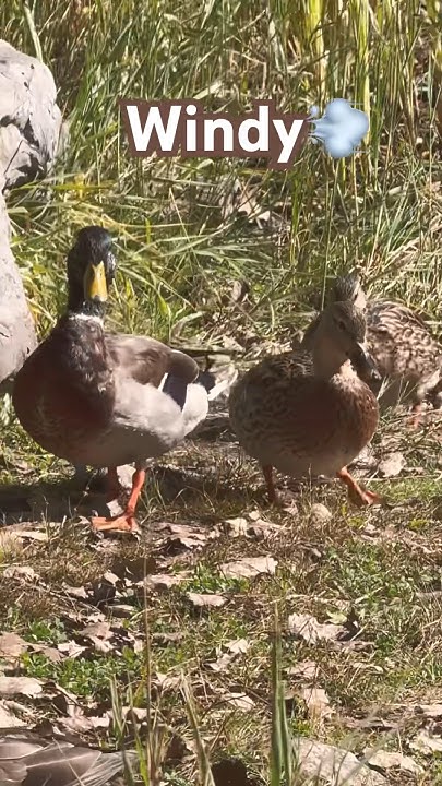 Mallard ducks on a windy day マガモと風の音 #shorts - YouTube
