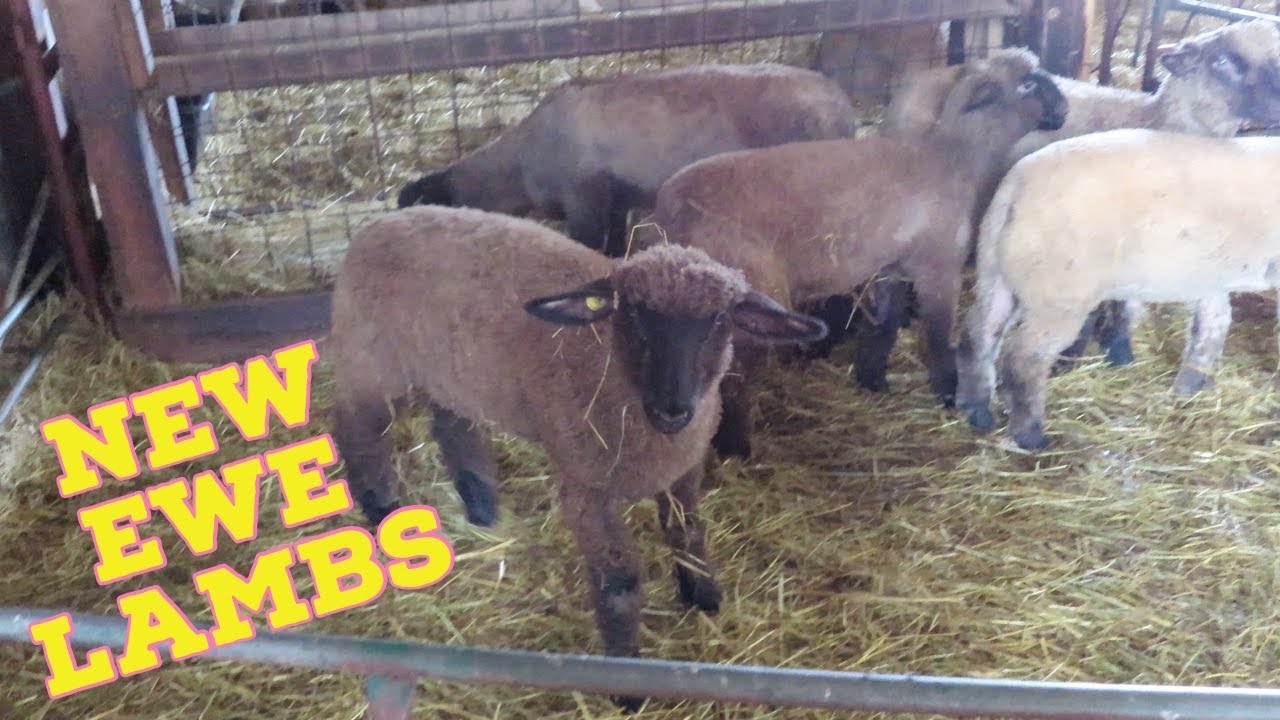 Preparing Ewes For Breeding And Adding Replacement Ewes To The Flock ...