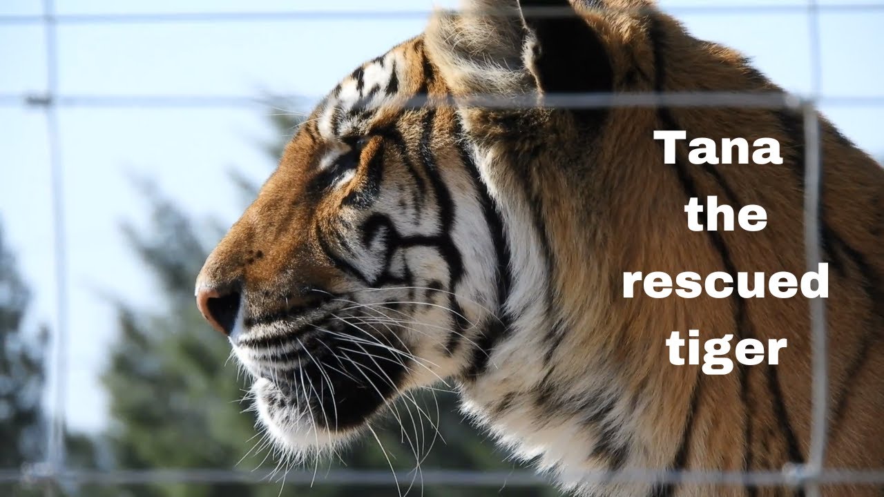 Tiger Rescue. Tana The Rescued Tiger. - YouTube