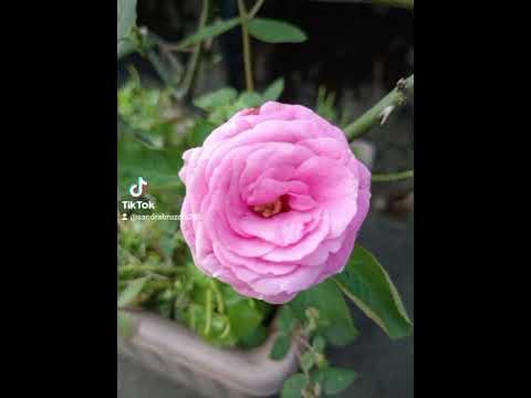 mhel flores - YouTube