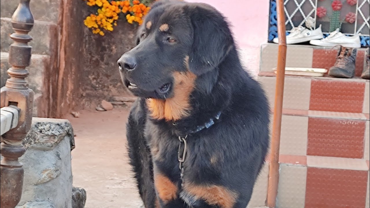 Gaddi Dog, Original Pure Pahadi Gaddi Dog Old Line #shorts #shortvideo ...