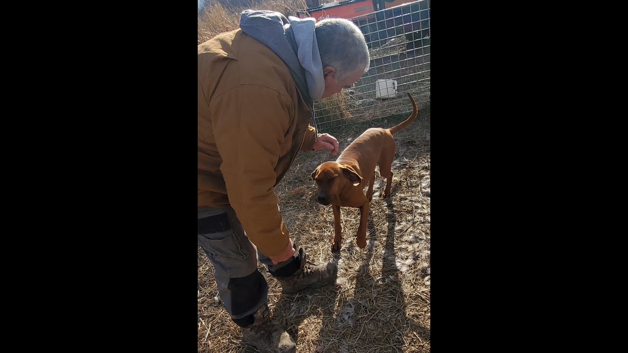 "Annie" - 3 yr Redbone Coonhound female - spayed, housetrained - YouTube