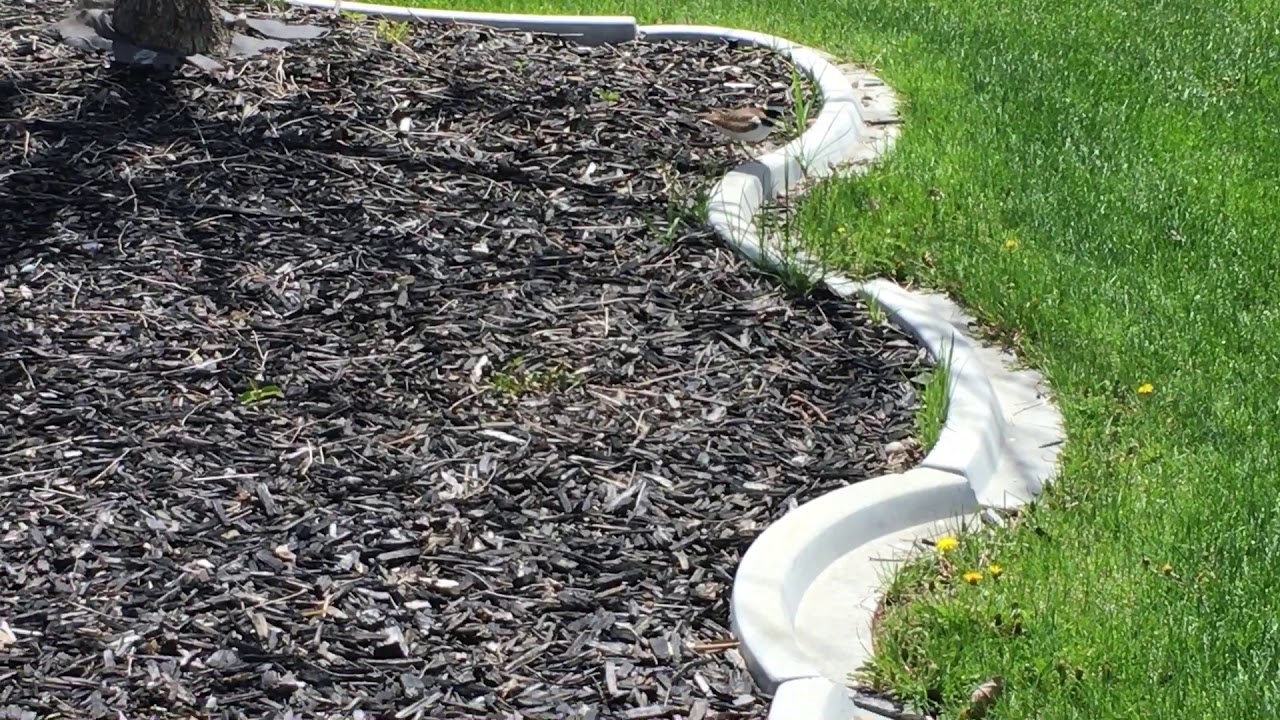 Bird dookie - YouTube