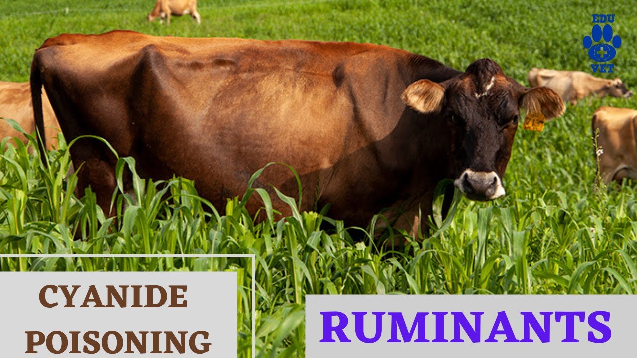 Cyanide Poisoning in Ruminants - YouTube