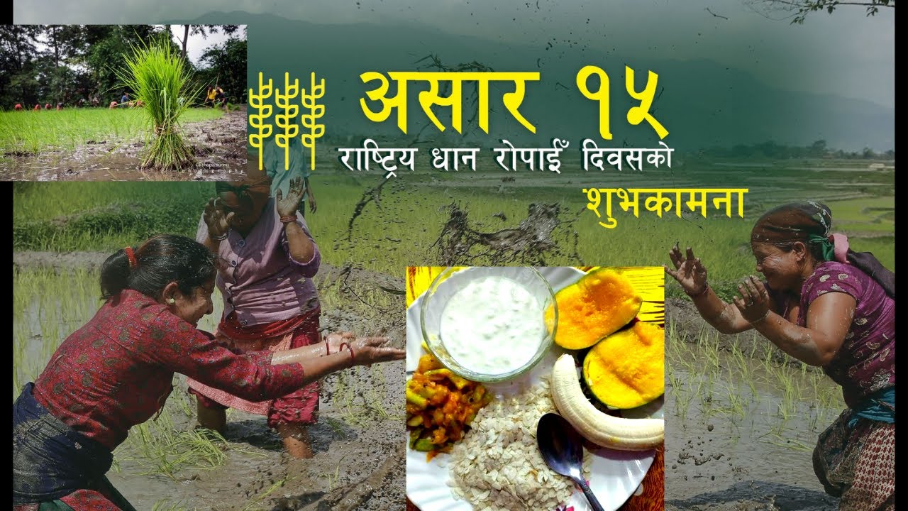Ashar 15, Happy dahi chiura// दही चिउरा खाने दिन//राष्ट्रिय धान दिवस ...
