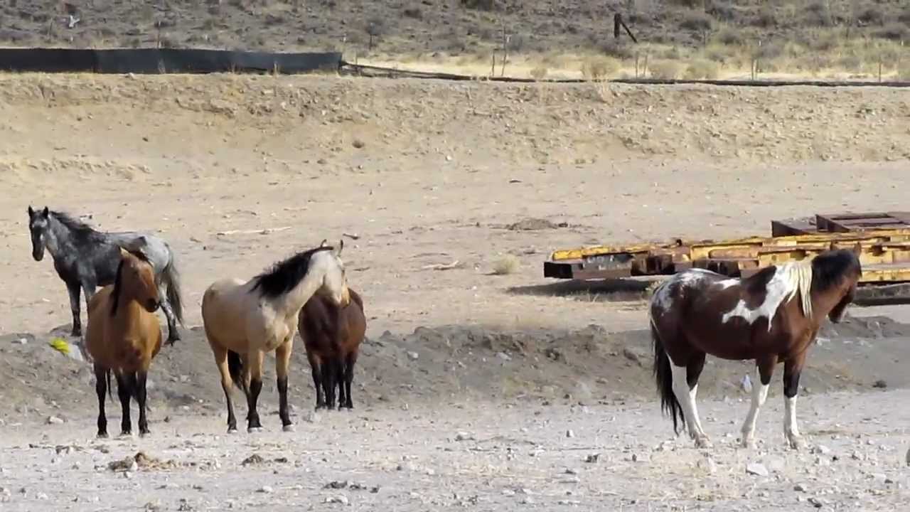 Ghost stopping herd from danger by Ellen Holcomb - YouTube