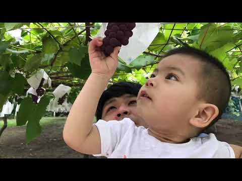 Grape picking Japan