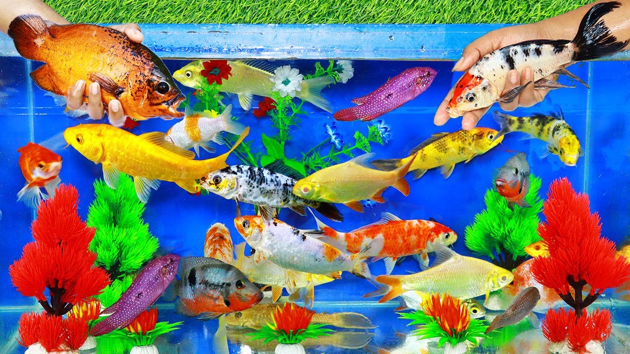Fish tank with different types of animals and plants and wildlife ...