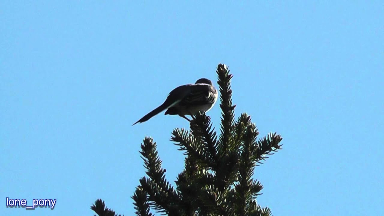 Singing Mockingbird - YouTube