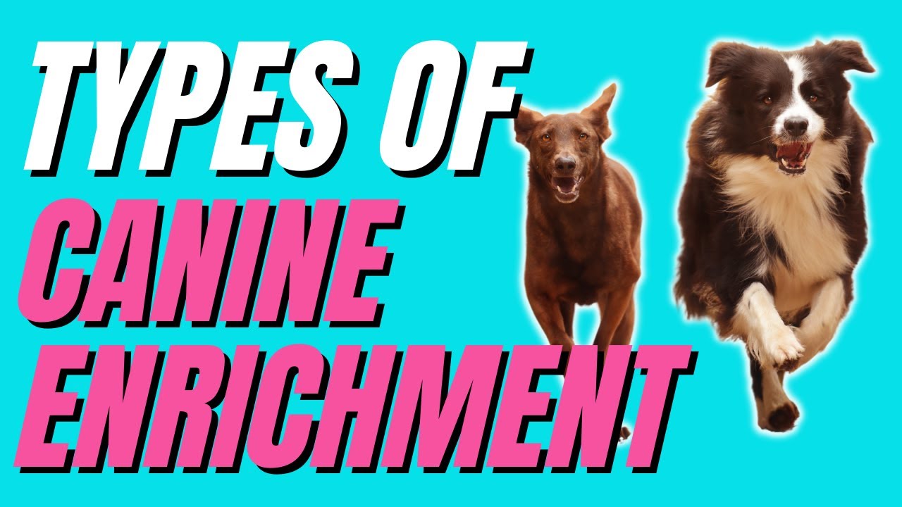 WHAT is CANINE ENRICHMENT? 🐶 Different Types of Canine Enrichment 🐕 ...