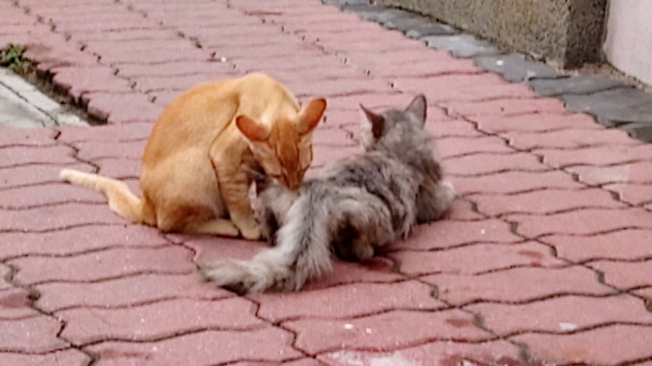 (MATING) kucing mengawan - YouTube
