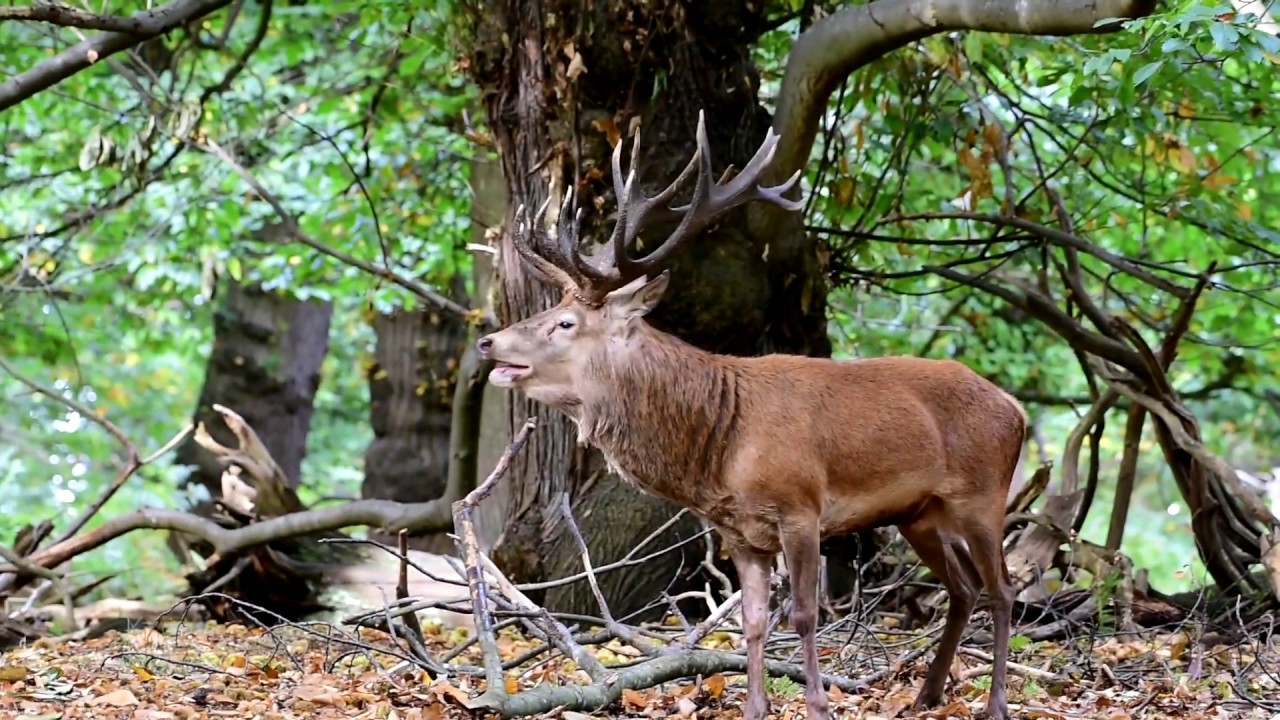Deer stag tree fight, funny deer stag, Cervus elaphus - YouTube