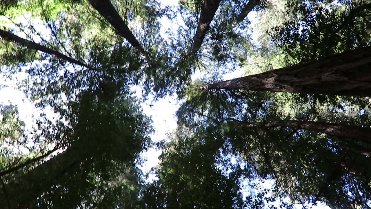 Big Hendy Grove - Hendy Woods State Park - Philo, California - YouTube