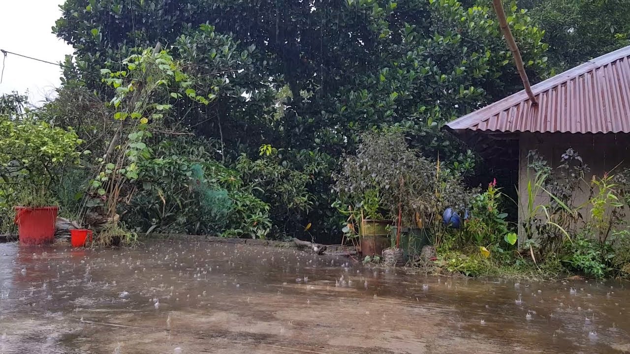 Relaxing Rain in Bangladeshi Rural Village | Rainy Day Village Life ...