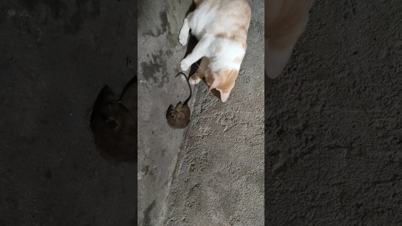 Menil sehari bawa 3 tikus #shorts #pets #kucing #animals #cat # ...
