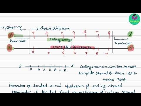 Concept of transcription unit/promoter/terminator/coding strand ...